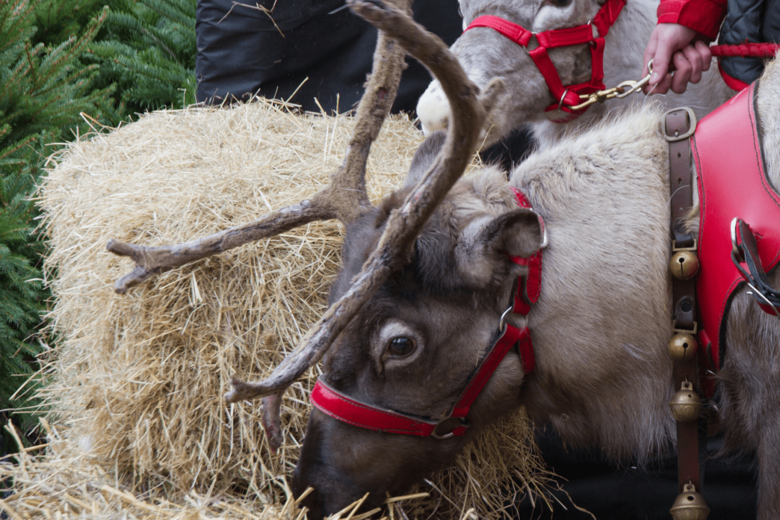 21 Christmas things to do in Connecticut – Travels With The Crew